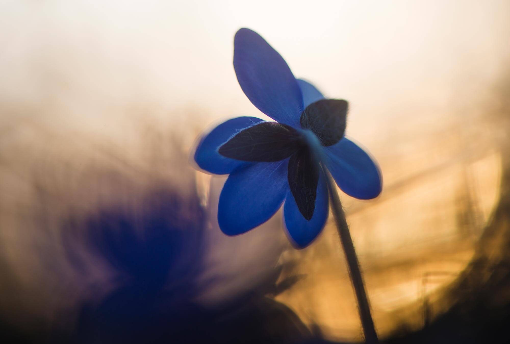 Wrinkle treatment at the specialist for plastic surgery in Berlin